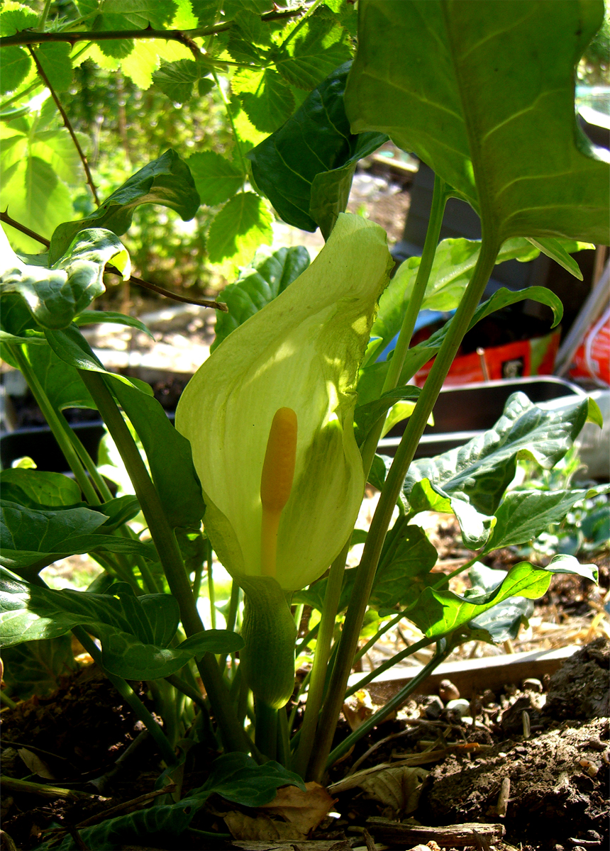 Arum Italicum | Philosophising…
